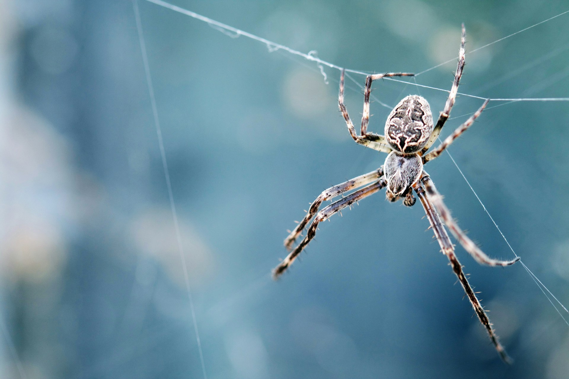 Spider Species Common in Tennessee Homes - DOA Pest Service