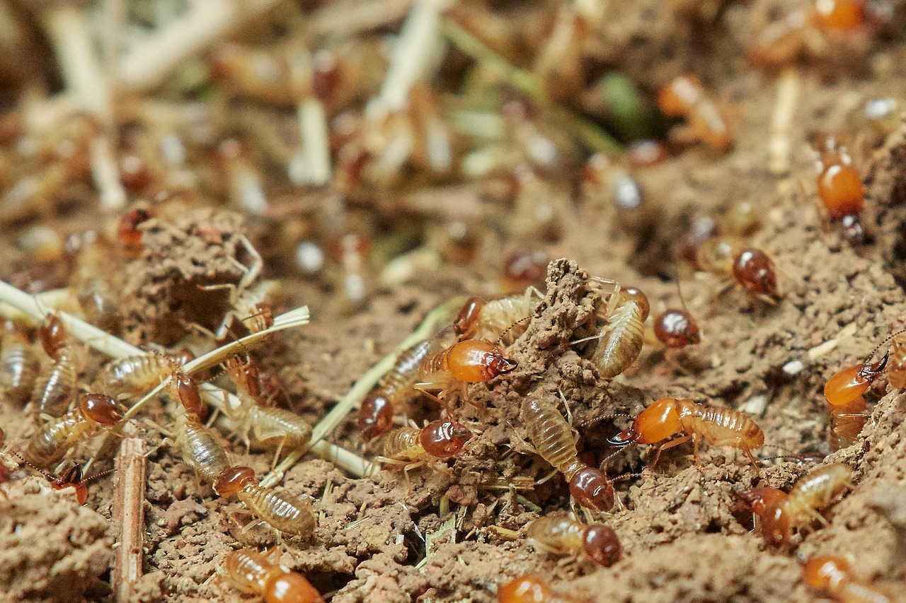 Signs of Termite Activity to Watch - DOA Pest Service